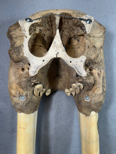 Pre 1972 WALRUS MASK