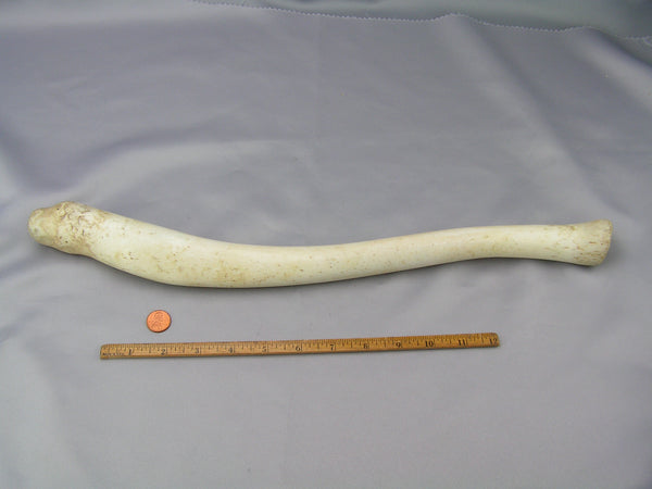 Excavated Walrus "Oosik" Penile Bone and Jaw Bone | Boone Trading Company