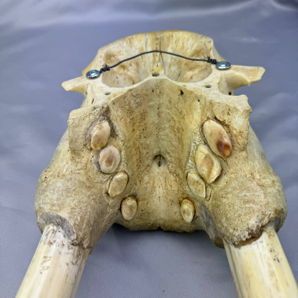 Pre 1972 WALRUS MASK