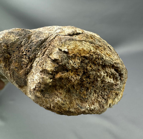 Stellars Sea Cow Rib Bone 8 sold 2/13/25 | Boone Trading Company