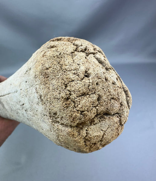 Stellers Sea Cow Rib Bone 23 | Boone Trading Company