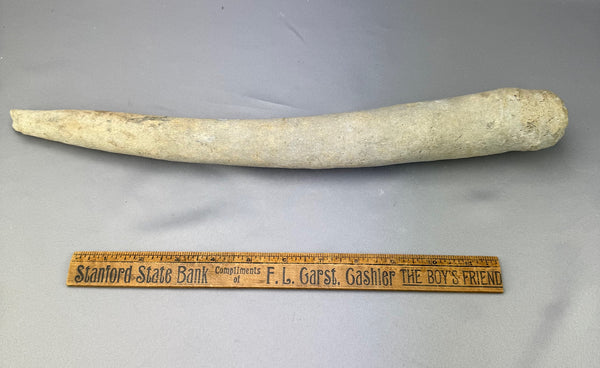 Walrus Oosik Baculum Penile Bone Specimen (C) - Sold 3.7.25 | Boone ...