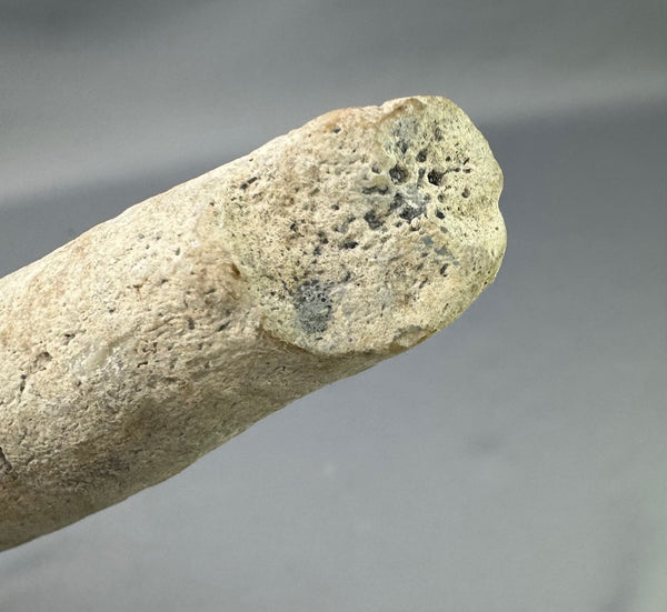 Walrus Oosik Baculum Penile Bone Specimen (C) - Sold 3.7.25 | Boone ...