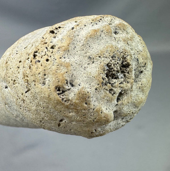 Walrus Oosik Baculum Penile Bone Specimen (C) - Sold 3.7.25 | Boone ...