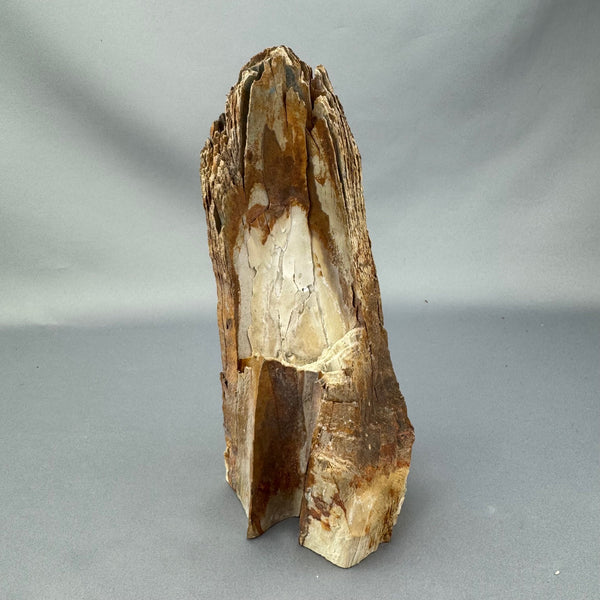 Mammoth Ivory Bark Tusk Section (E) | Boone Trading Company