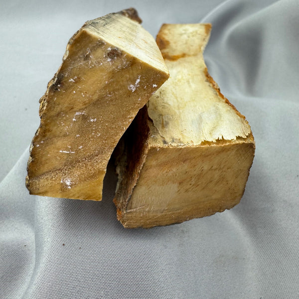Mammoth Ivory Thick Bark Lot 33 - Sold 9.14.25 | Boone Trading Company