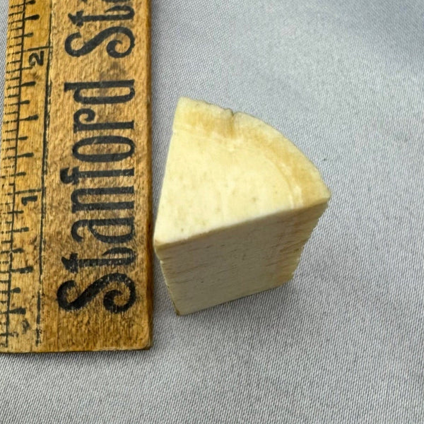 Narwhal Ivory Tusk Section Wedge 22 | Boone Trading Company