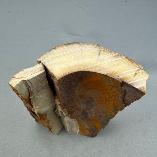 Mammoth Ivory Bark Tusk Section 06- Sold 3.1.26 | Boone Trading Company