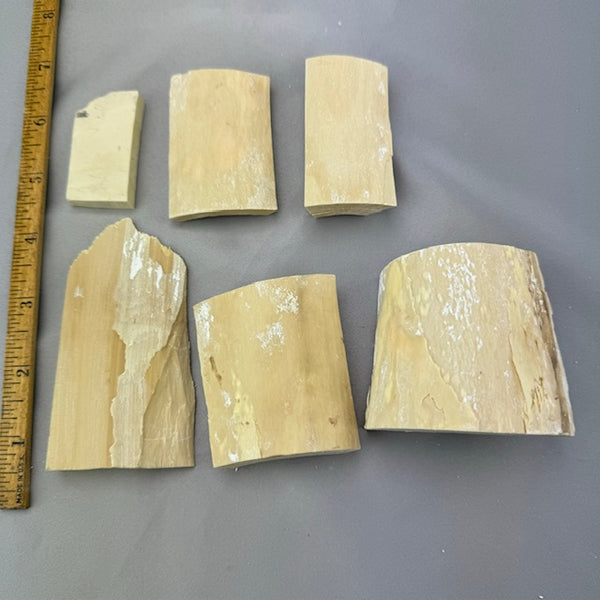 Mammoth Ivory and Bone | Boone Trading Company