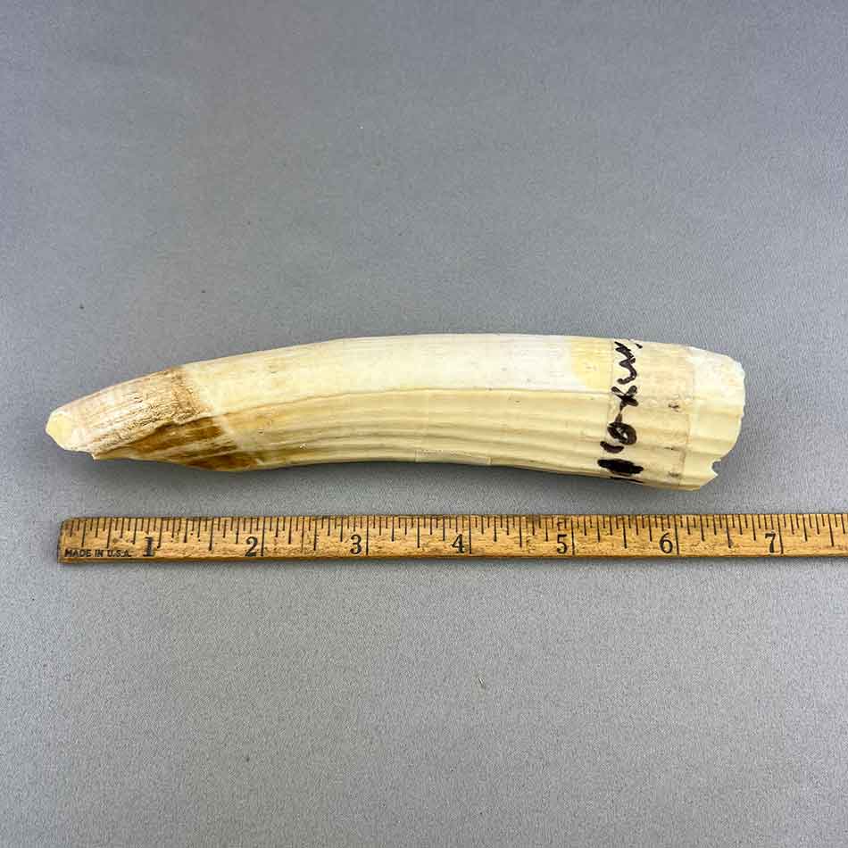 Hippo Peg Tusks From Boone Trading Co.