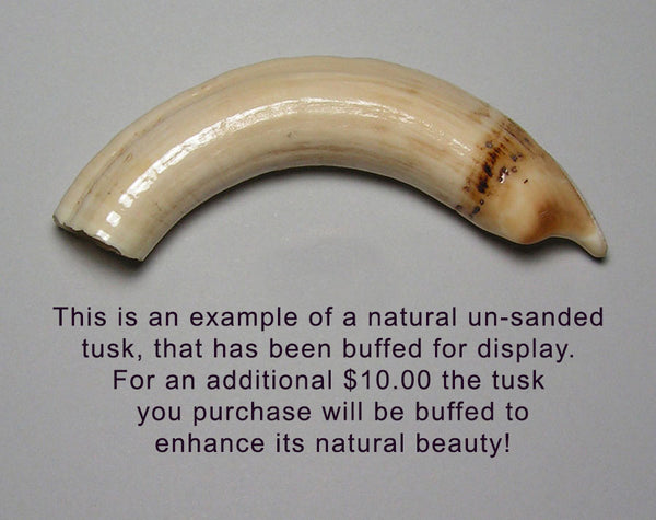 Hippo Peg Tusks From Boone Trading Co.